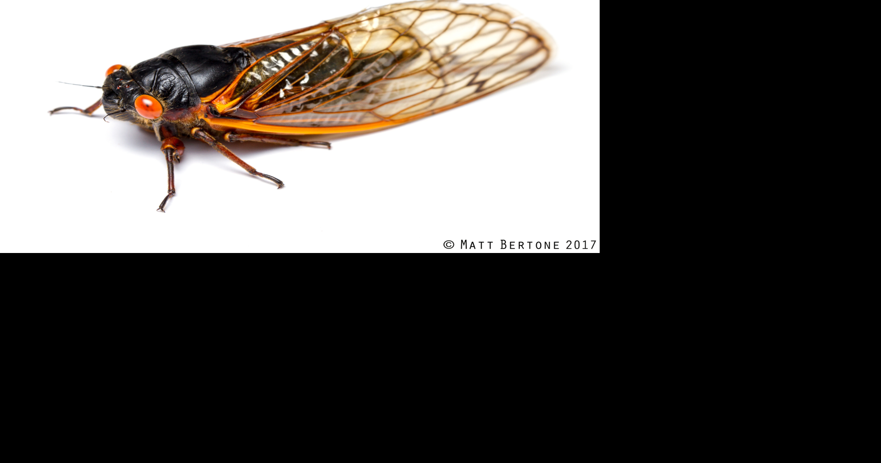 Emerging cicadas: A buzzing phenomenon | Archives | thedigitalcourier.com