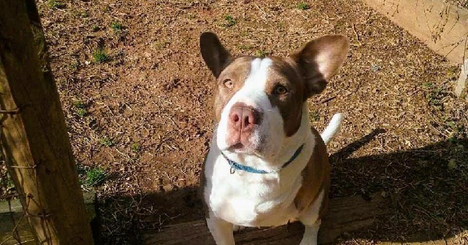 Injured stray inspires another 'chance' | Opinion | thedigitalcourier.com