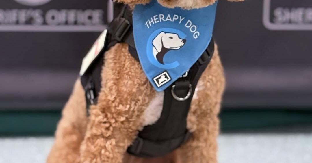 Rookie the goldendoodle joins sheriff's office | Archives ...