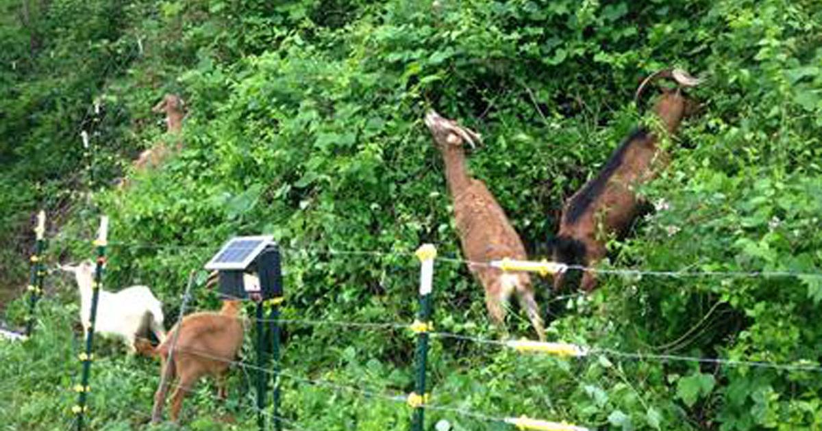 Goats clearing areas of Chimney Rock State Park | News ...