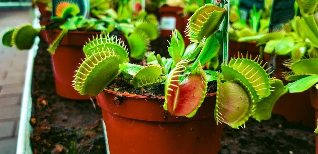 Japanese scientists find out secret of Venus flytrap’s deadly bite ...