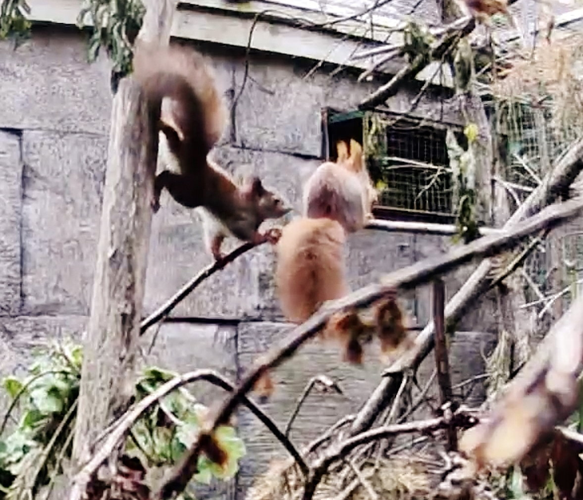 Red squirrel kits born in safari park to preserve species | National ...