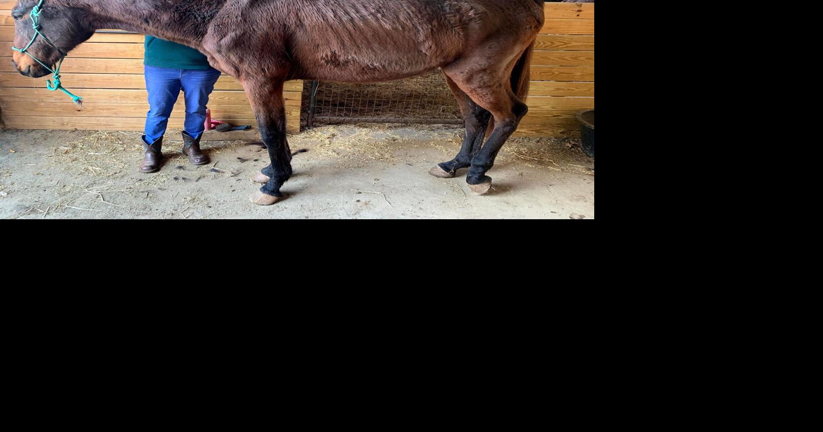 Woman accused of animal cruelty reject plea deal | News ...