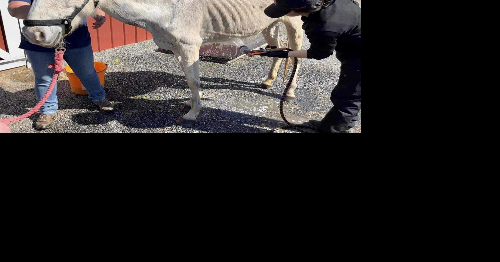 Delores Hanser found guilty on five counts of animal cruelty | News ...