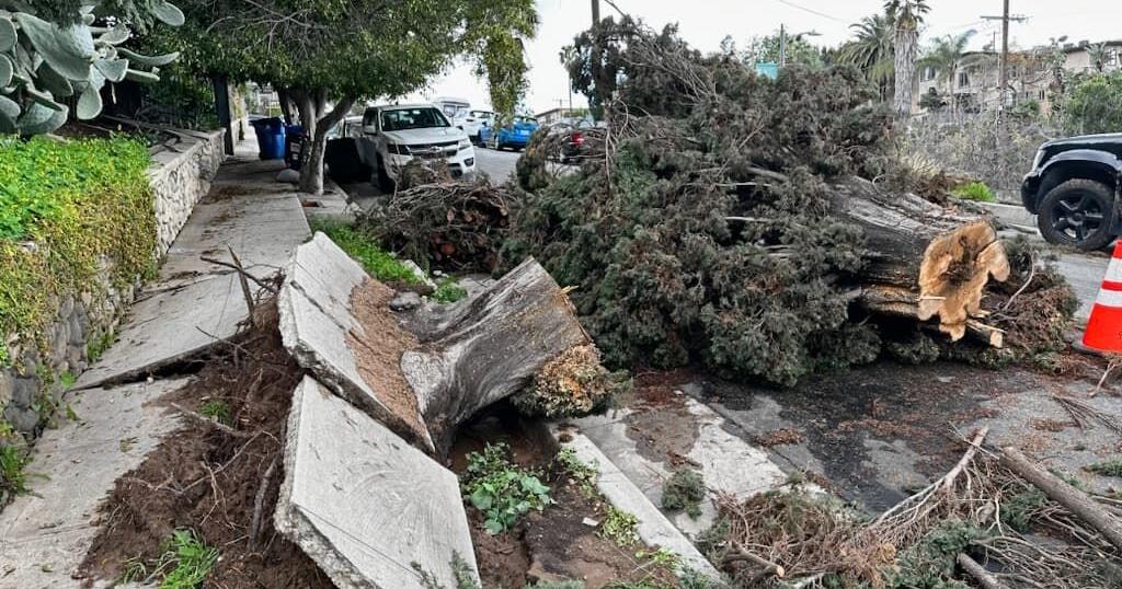 Timber: Watch out for falling trees | | theeastsiderla.com