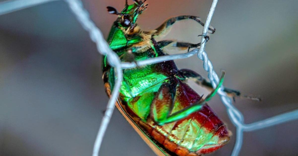 figeater beetle bite human