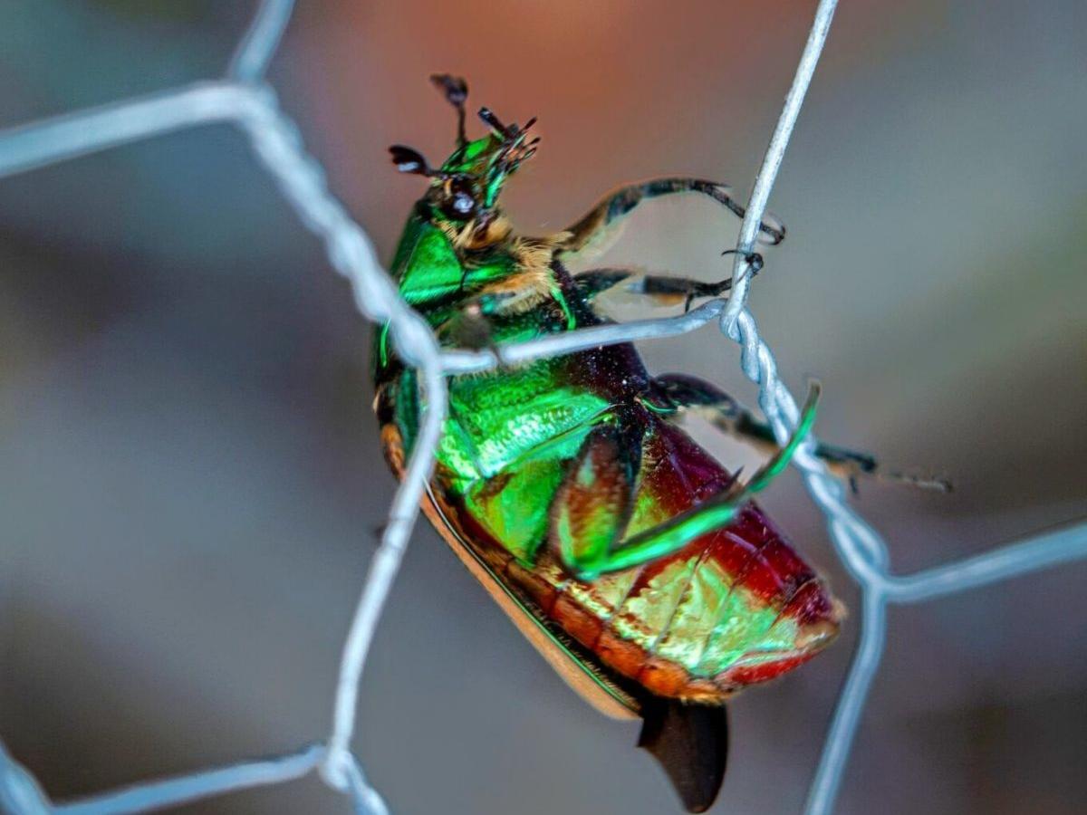 do figeater beetles bite