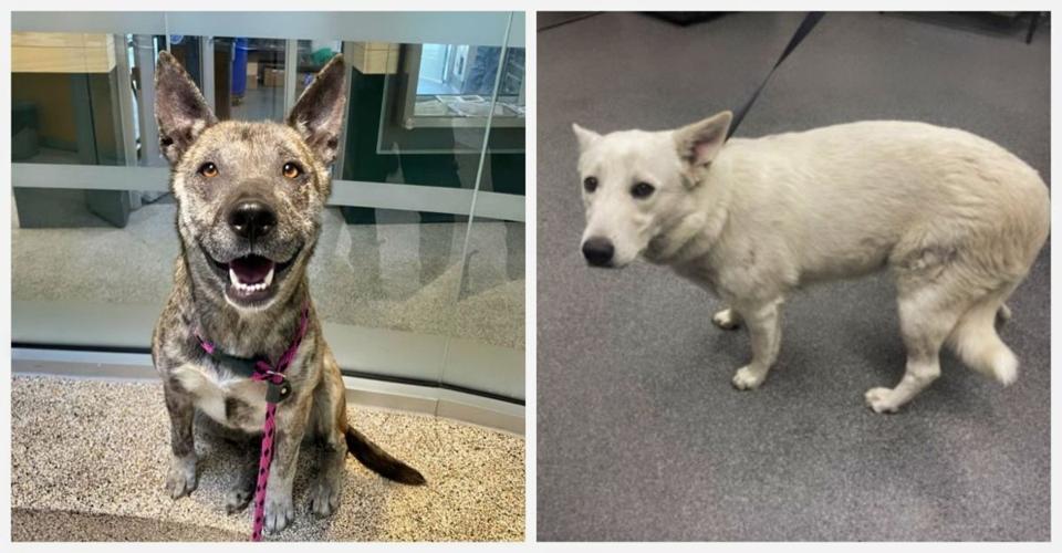 Pet adoption in Los Angeles | Pets And Wildlife | theeastsiderla.com