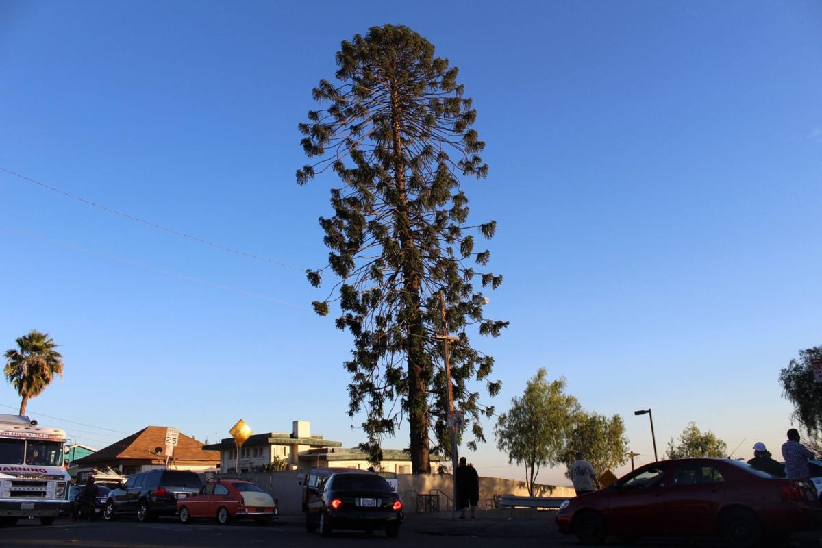 End-of-year prank revives interest in East LA's towering El Pino | East ...