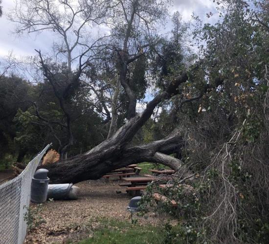 LA storms topple trees and knock out power | Environment ...