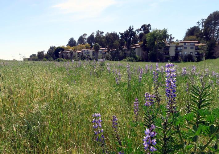 12 hillside acres in Monterey Hills given to Shoshone Nation of ...