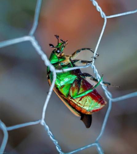 figeater beetle bite human