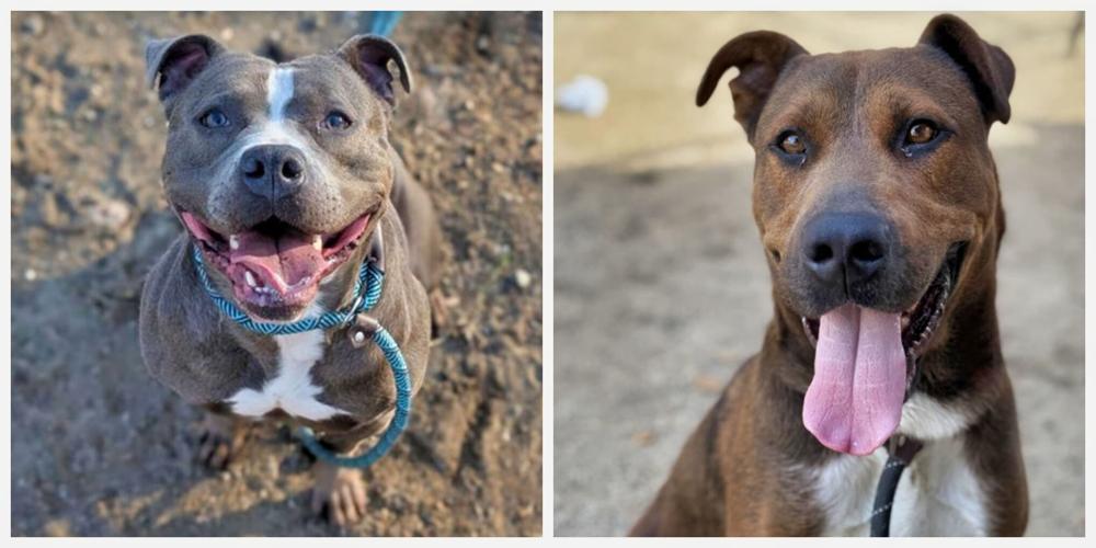 Pet adoption in Los Angeles | Pets And Wildlife | theeastsiderla.com