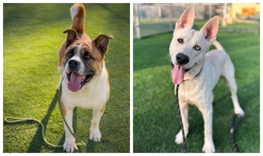 Pet adoption in Los Angeles | Pets And Wildlife | theeastsiderla.com
