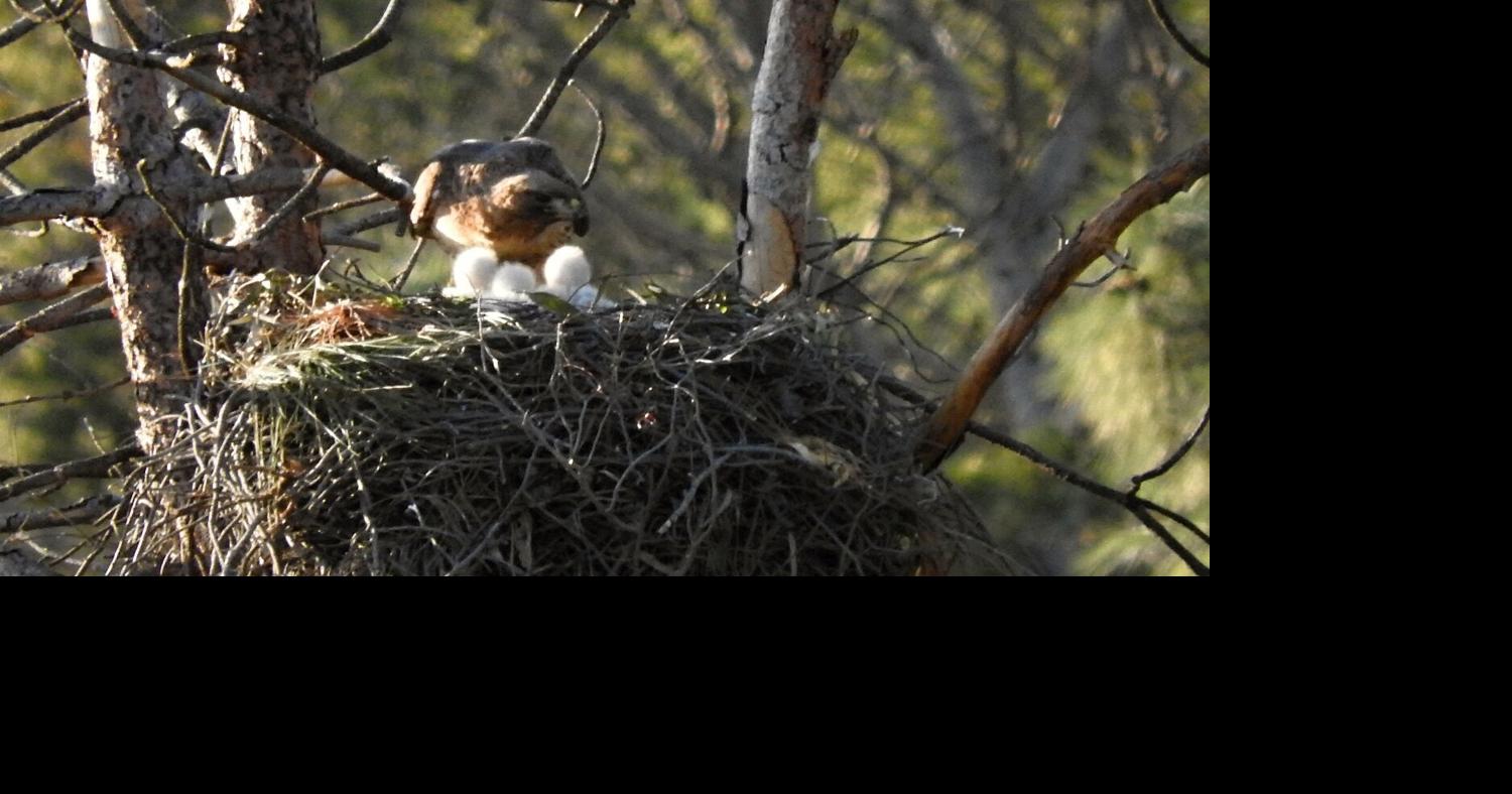 Raptor nests survive wildfires in Eagle Rock | Eagle Rock News ...