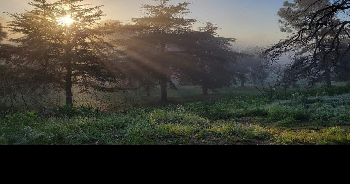 Morning Mist | Scenes And Sightings | theeastsiderla.com