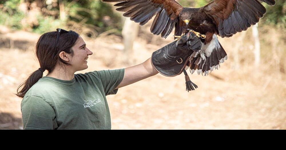 Falconry Fun Soars at Debs Park: Raptors Take Flight | Montecito ...