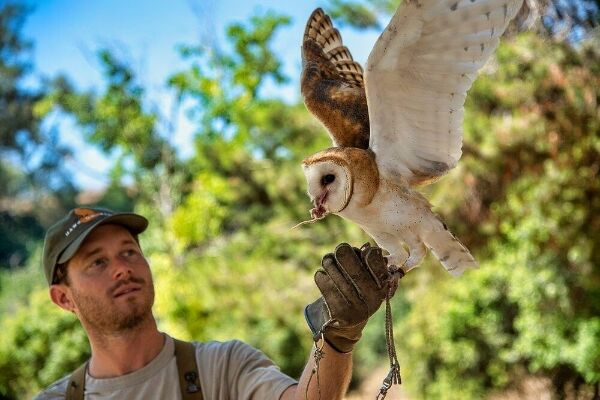 Handling Hawks, Summer Clouds & Tripp the Dinosaur | News ...