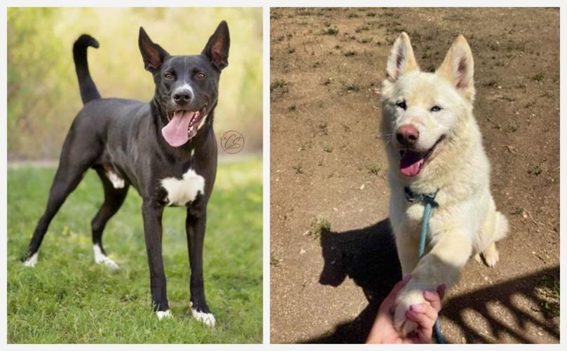 Pet adoption in Los Angeles | Pets And Wildlife | theeastsiderla.com