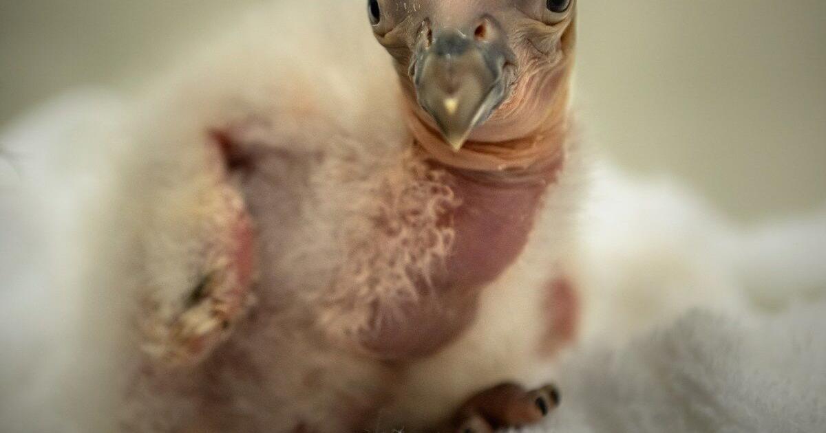 L.A. Zoo welcomes ten California condor chicks | Pets And Wildlife ...
