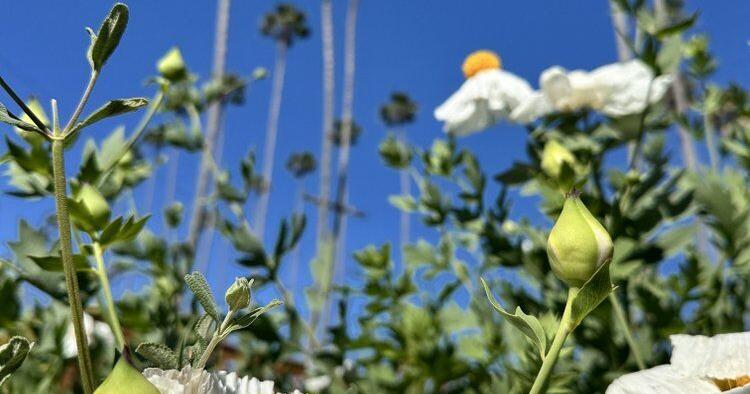 Floppy Poppies | Scenes And Sightings | theeastsiderla.com