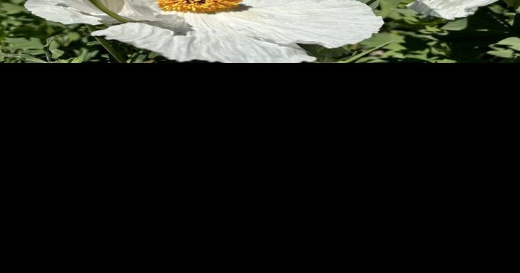 Floppy Poppies | Scenes And Sightings | theeastsiderla.com