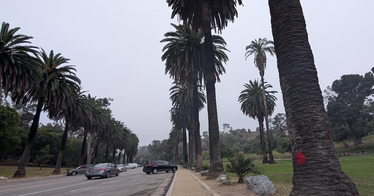 Elysian Park palm tree with red dot marked for removal ...