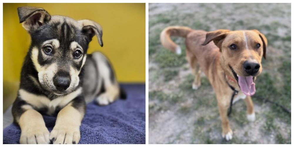 Pet adoption in Los Angeles | Pets And Wildlife | theeastsiderla.com