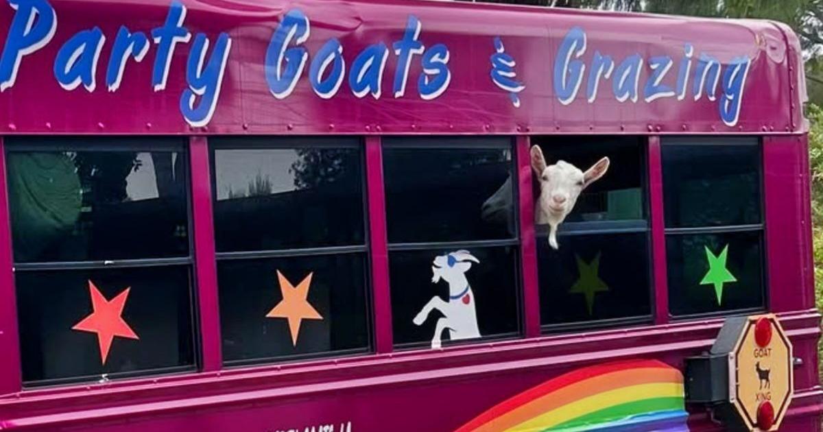 Party Goats and Grazing | Mount Washington News | theeastsiderla.com