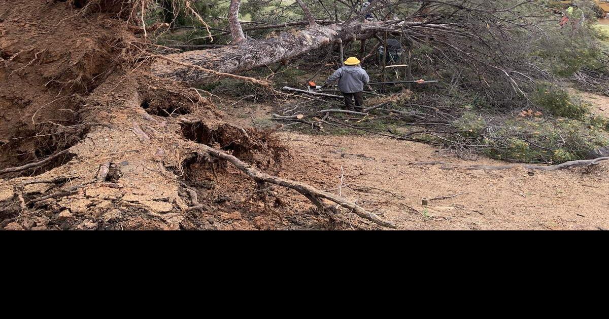 LA storms topple trees and knock out power | Environment ...