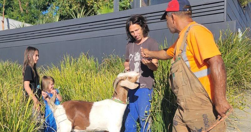 Goat story grows legs and more news of note | Elysian Heights News ...