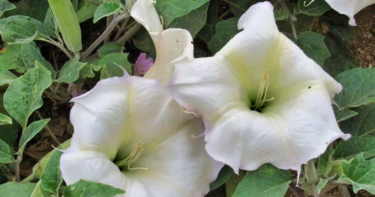 Sacred Datura blooms along L.A.'s freeways, lots and trails | Scenes ...