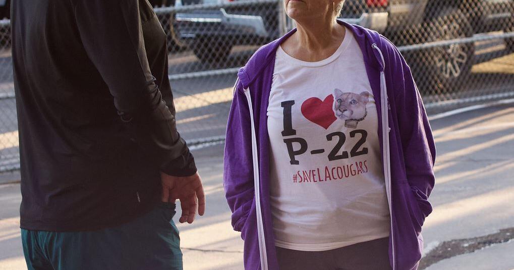 P-22 mountain lion captured in Los Feliz backyard | Pets And Wildlife ...