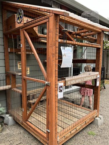 Show us your catios | Pets And Wildlife | theeastsiderla.com