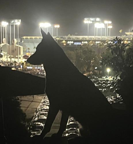 Dodger Dog | Scenes And Sightings | theeastsiderla.com