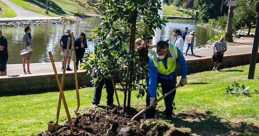 Hollenbeck Park gets mini forest but lake rehabilitation plan slows ...