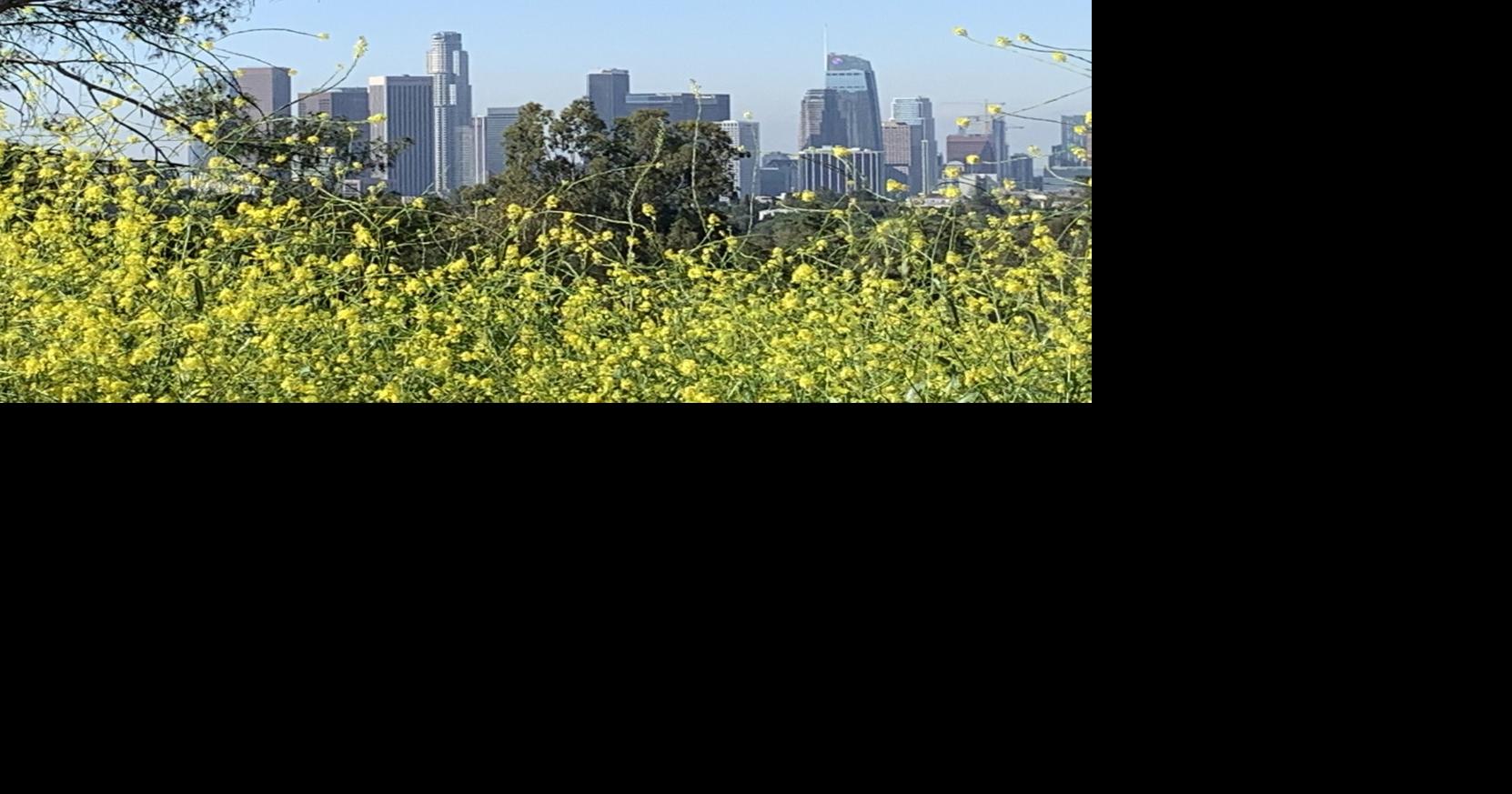 It's Mustard Season | Scenes And Sightings | theeastsiderla.com