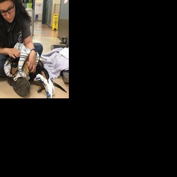 Staycee Dains advances as nominee for L.A. Animal Services chief | City ...