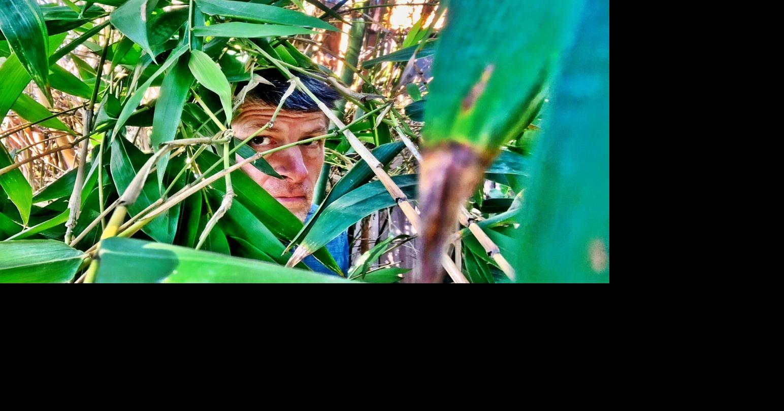 Clumping vs. running bamboo: Avoid a backyard blunder | Cypress Park ...