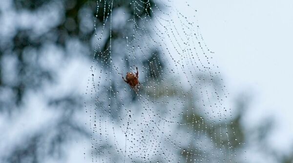 Lasagna Love, Spider Webs of Fall | Daily Digest Evening Edition ...