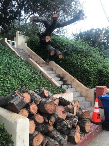 Chopped up tree in Elysian Heights | | theeastsiderla.com