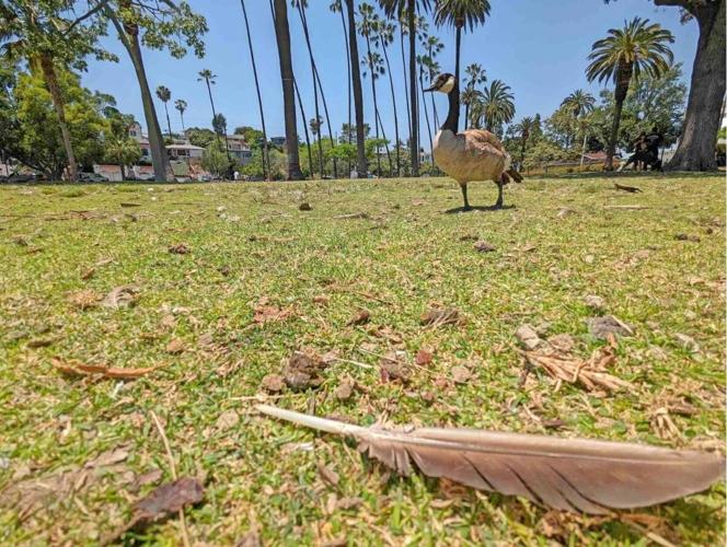 Geese take over Echo Park Lake | Echo Park News | theeastsiderla.com