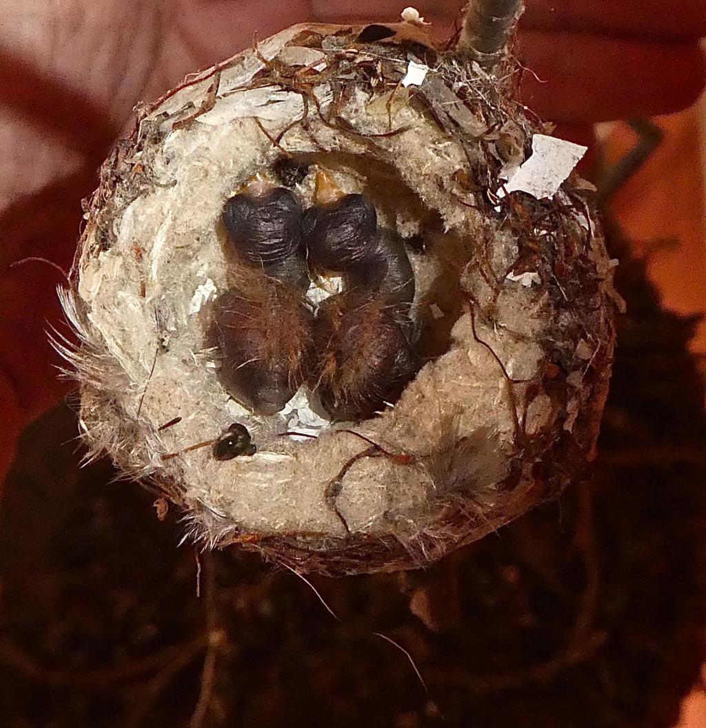 hummingbird egg hatching