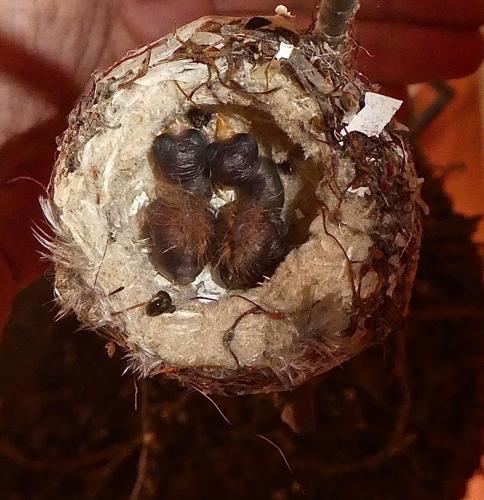 bee hummingbird egg hatching