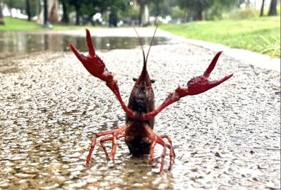 Crawfish Out For A Crawl | Scenes And Sightings | theeastsiderla.com