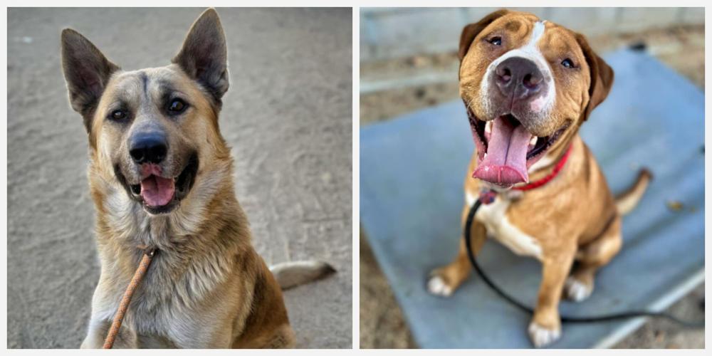 Pet adoption in Los Angeles | Pets And Wildlife | theeastsiderla.com
