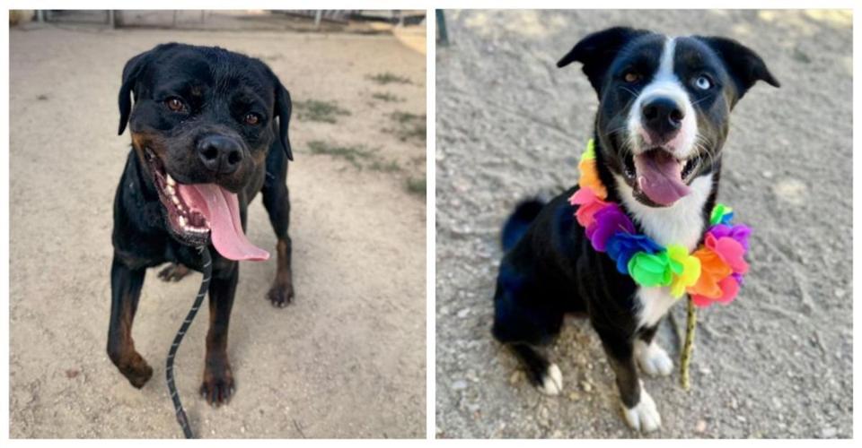Pet adoption in Los Angeles | Pets And Wildlife | theeastsiderla.com