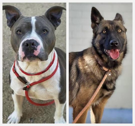 Pet adoption in Los Angeles | Pets And Wildlife | theeastsiderla.com
