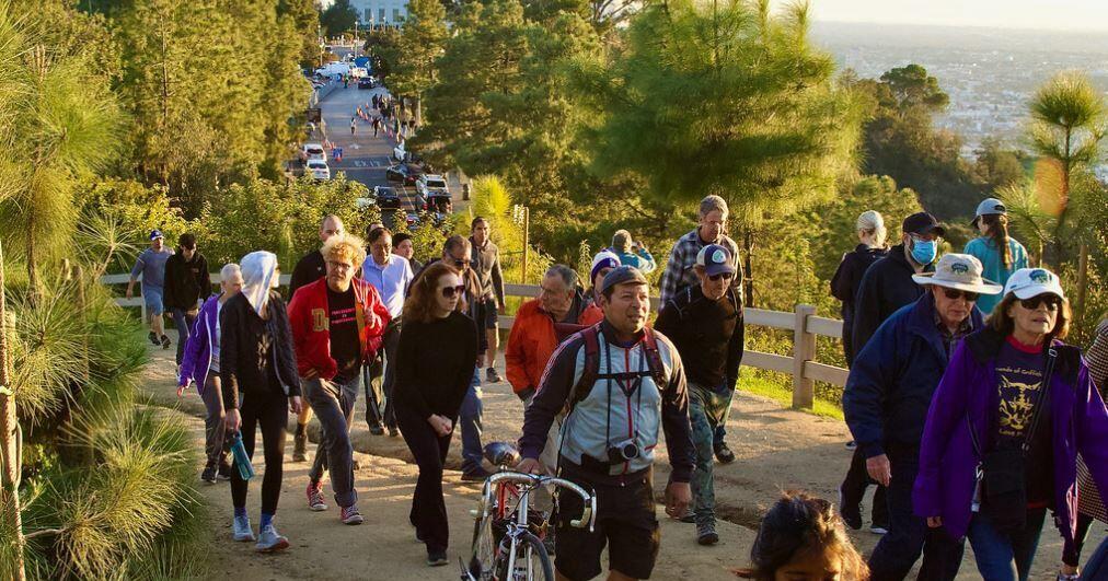 P-22 mountain lion captured in Los Feliz backyard | Pets And Wildlife ...