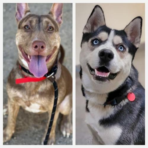 Pet adoption in Los Angeles | Pets And Wildlife | theeastsiderla.com